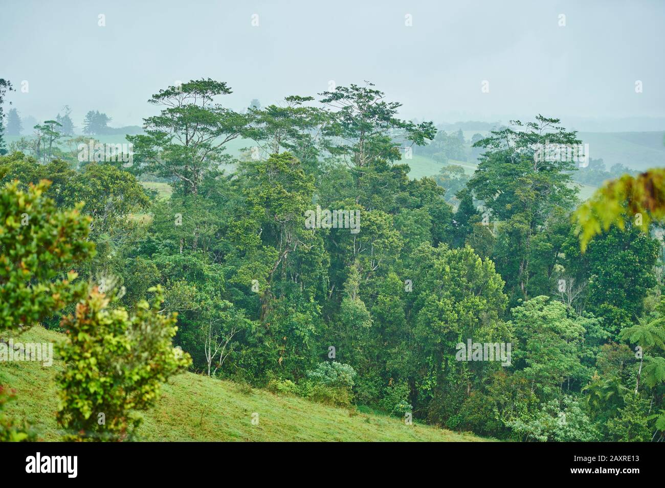 Landscape, Rainforest, Queensland, Australia, Oceania Stock Photo - Alamy