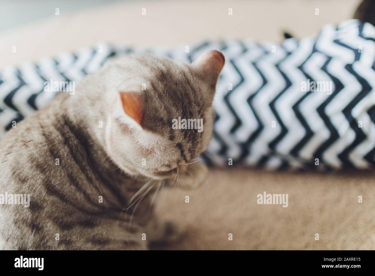 Kitten, resting cat on a flor in colorful blur background, cute funny ...