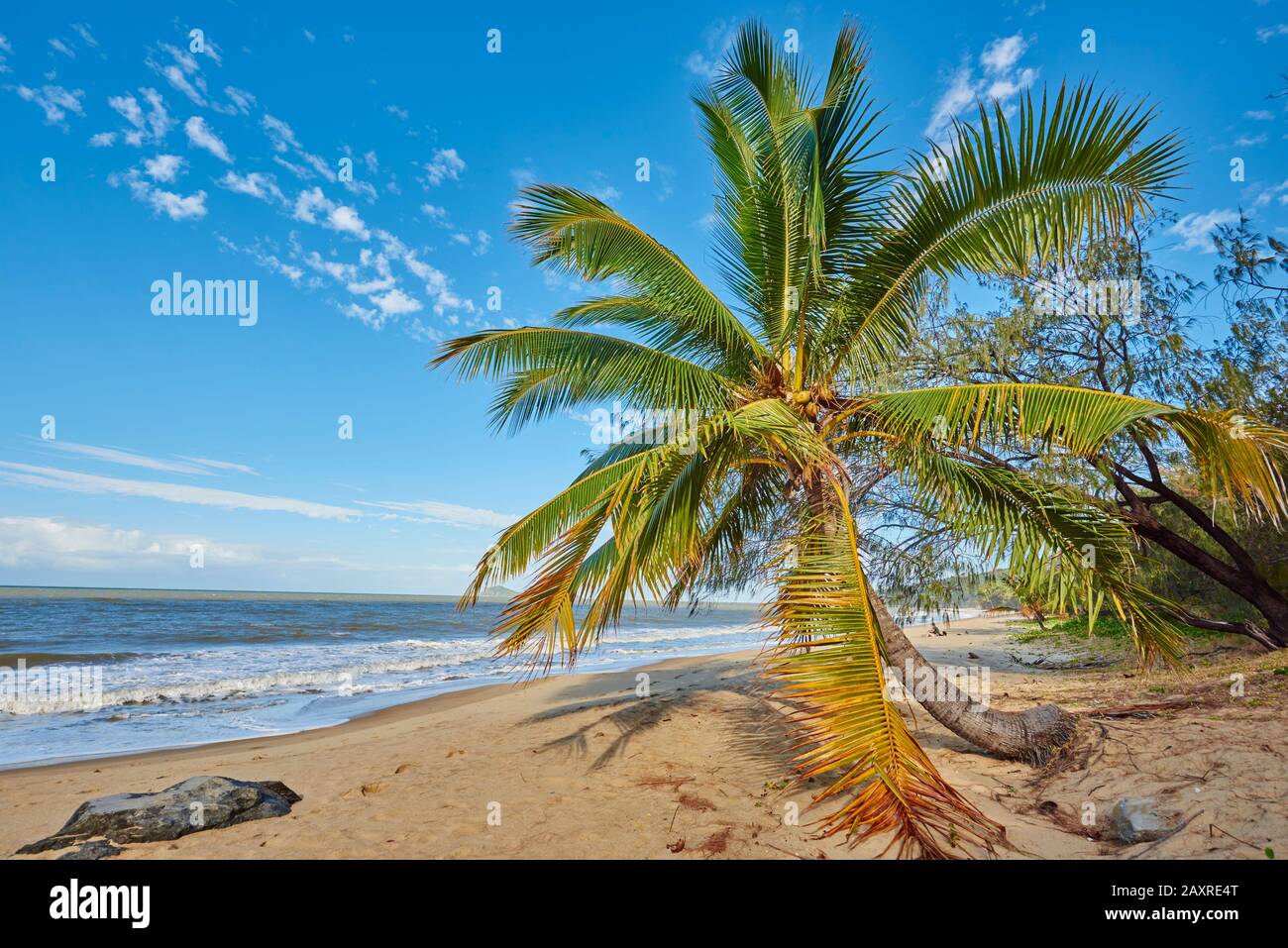 coconut palms, Cocos nucifera, in the morning at Clifton Beach in ...