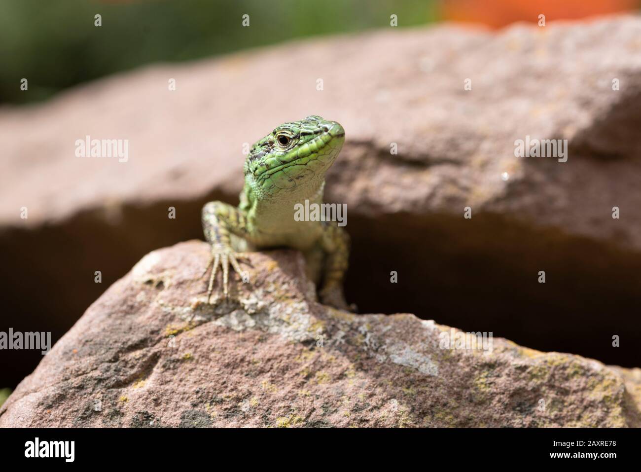 Lizard (Lacertidae), on a drywall Stock Photo - Alamy