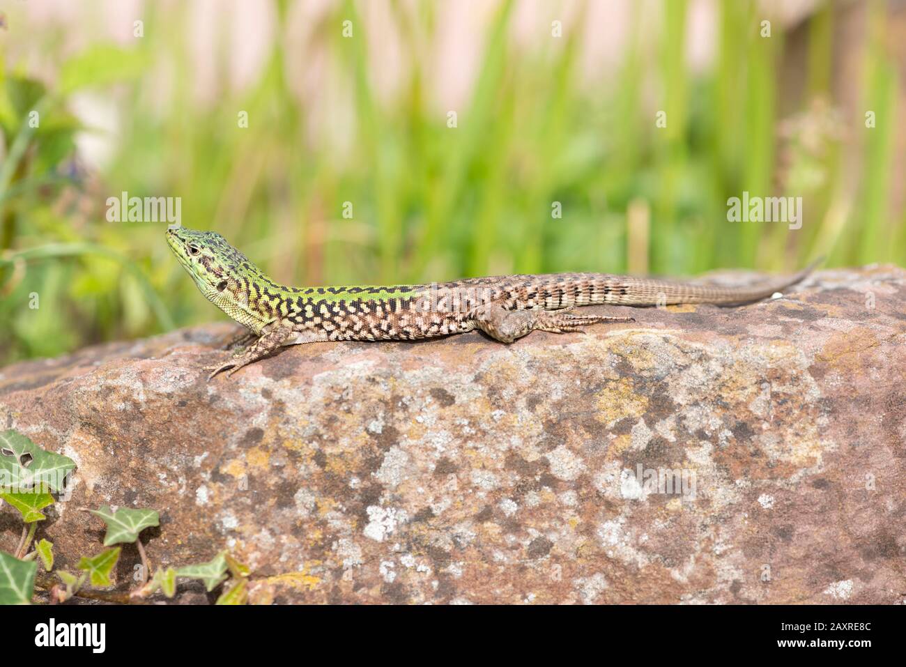 Lizards environment hi-res stock photography and images - Alamy