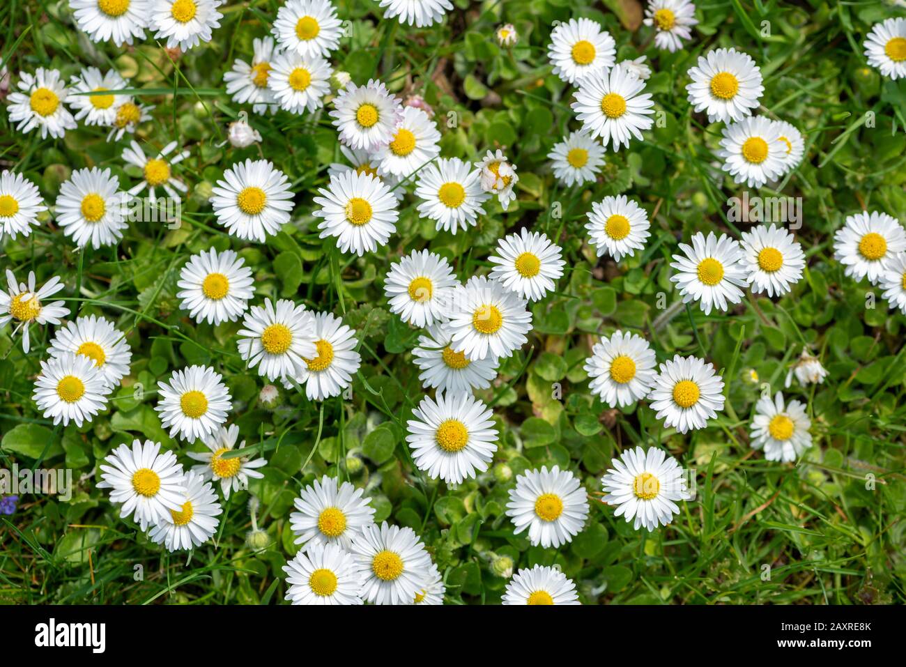 Daisy (Bellis perennis), also known as gowan Stock Photo - Alamy