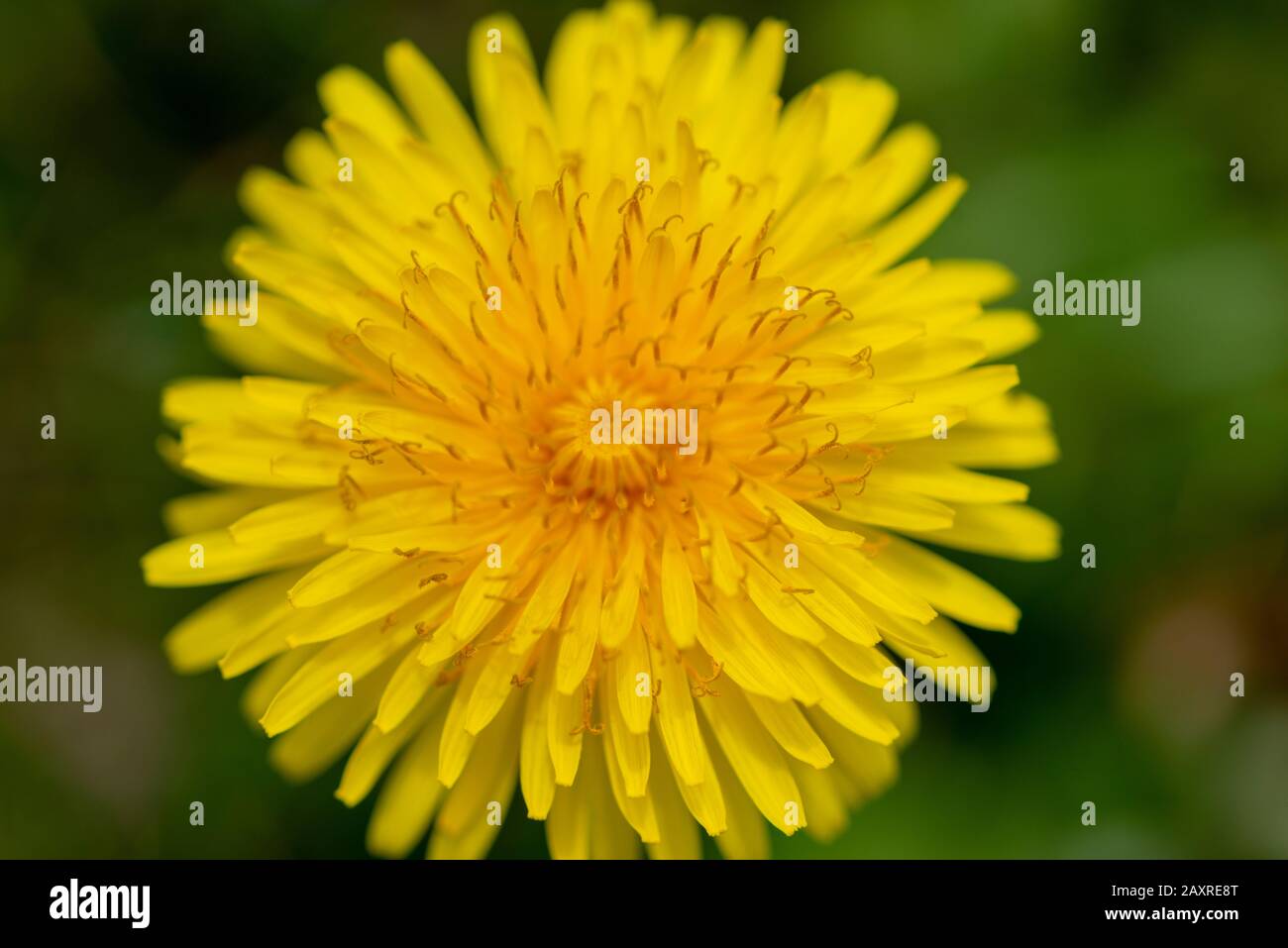 The Common Dandelion (Taraxacum sect. Ruderalia) genus Dandelion ...