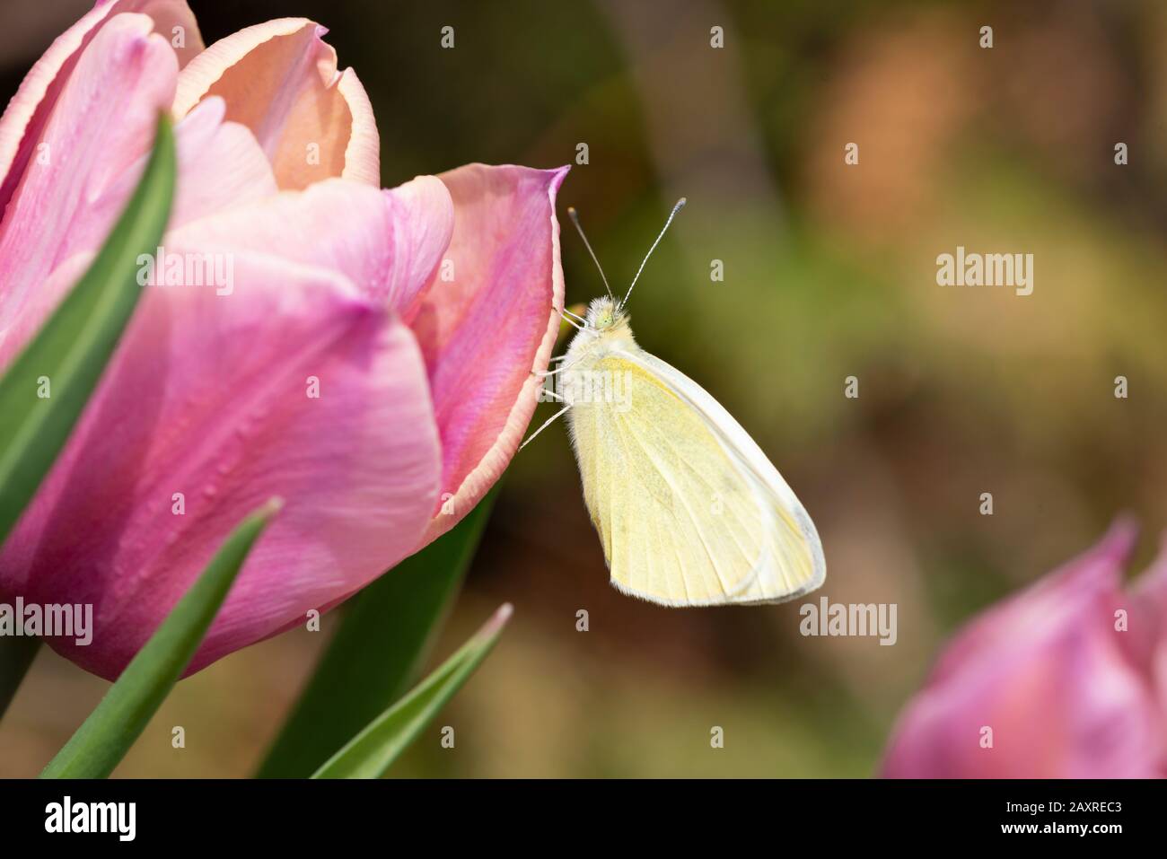 Cabbage white on a tulip Stock Photo - Alamy
