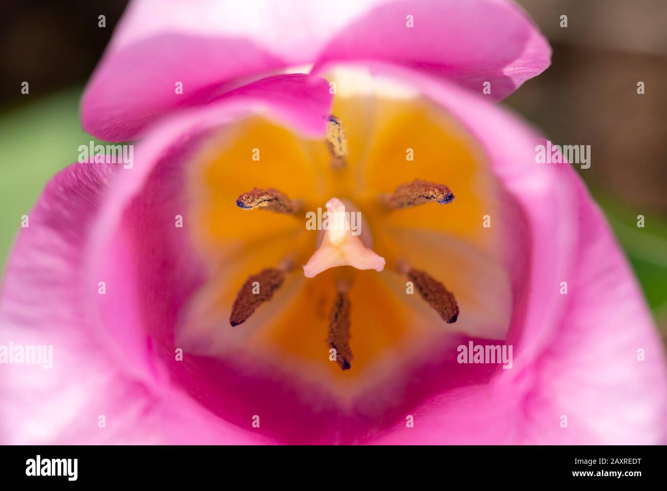 Lily family liliaceae hi-res stock photography and images - Alamy