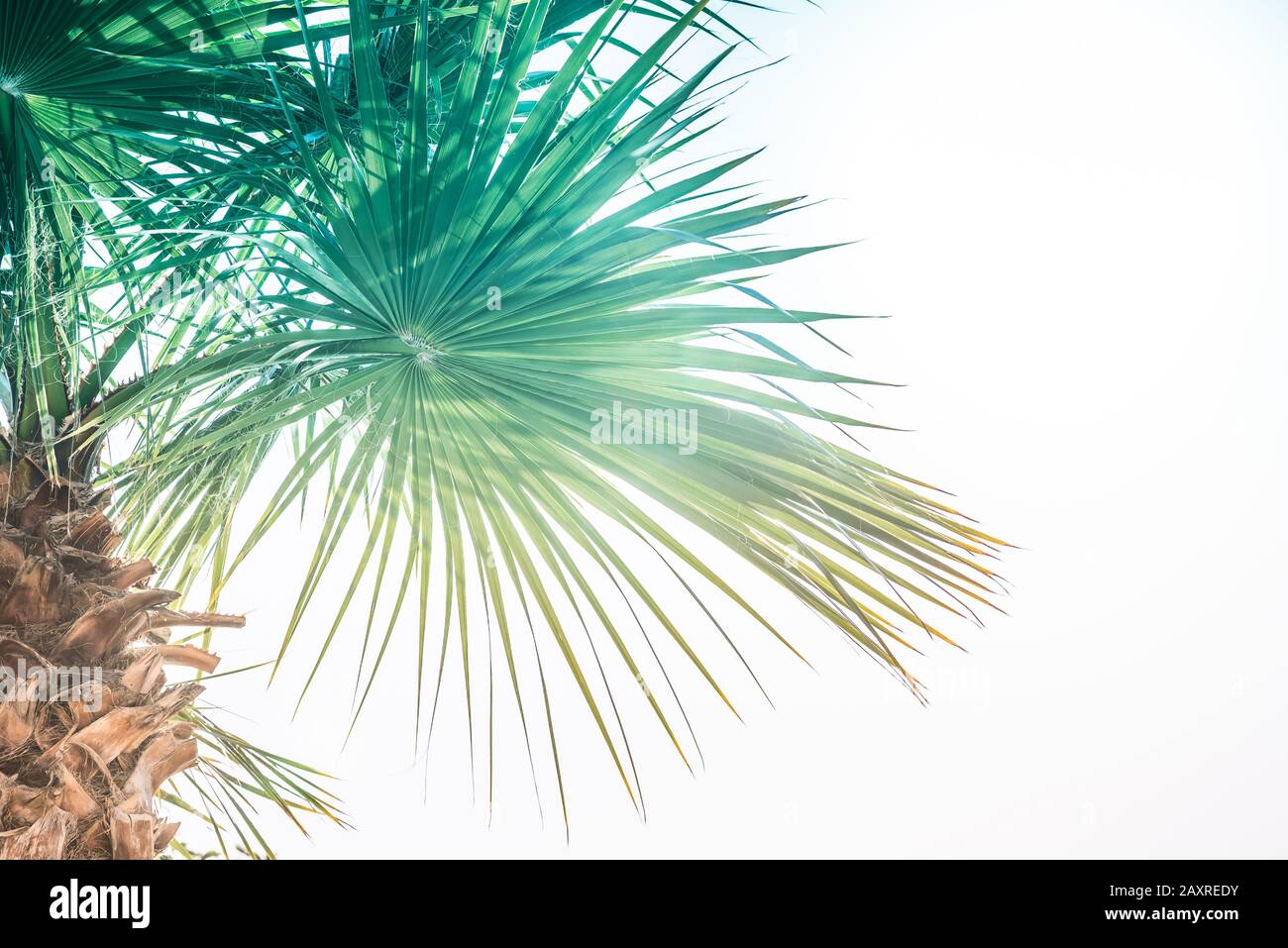 Close up of green palm leaf with sun rays breaking through Stock Photo ...
