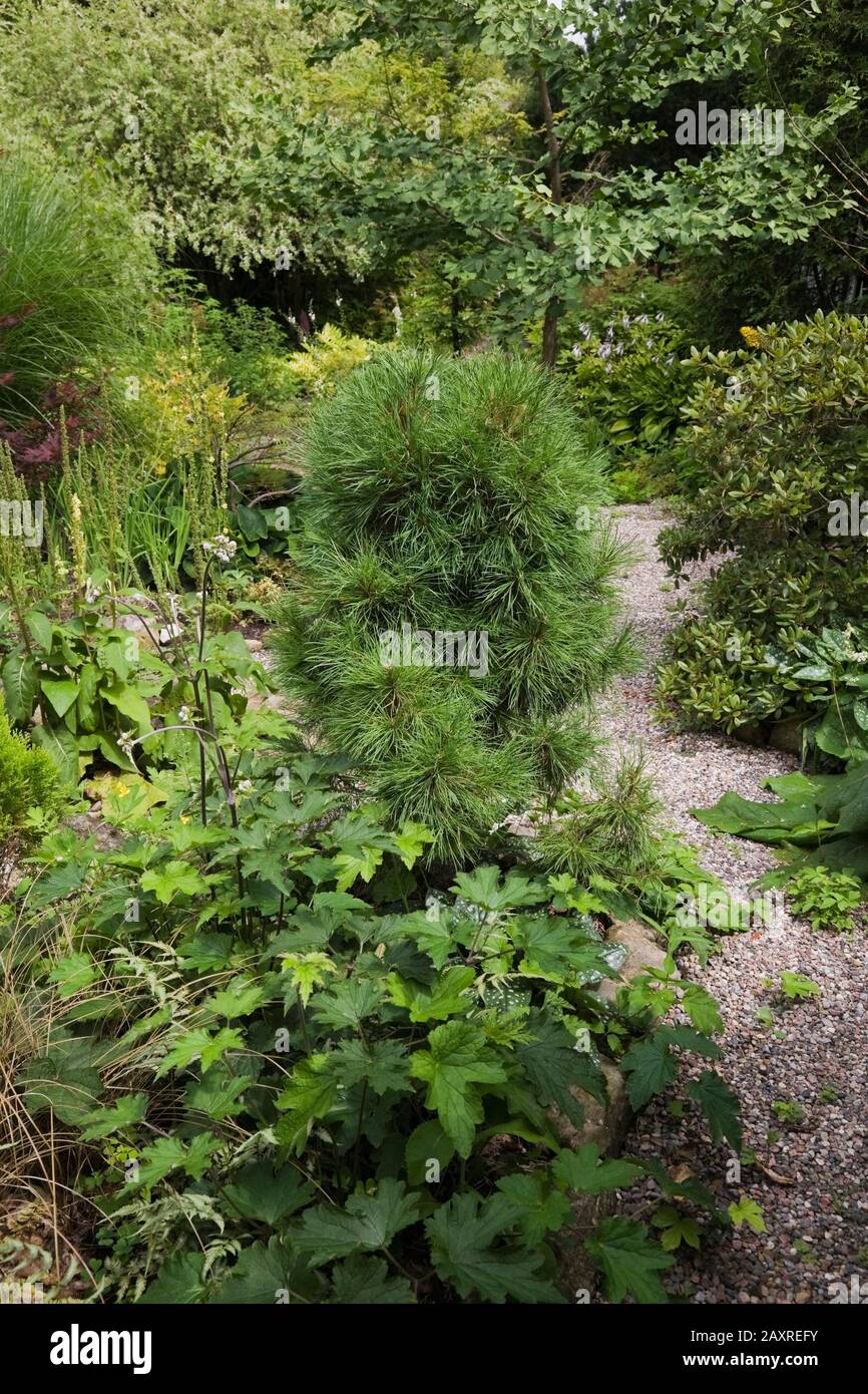 Pine tree shrub garden hi-res stock photography and images - Alamy