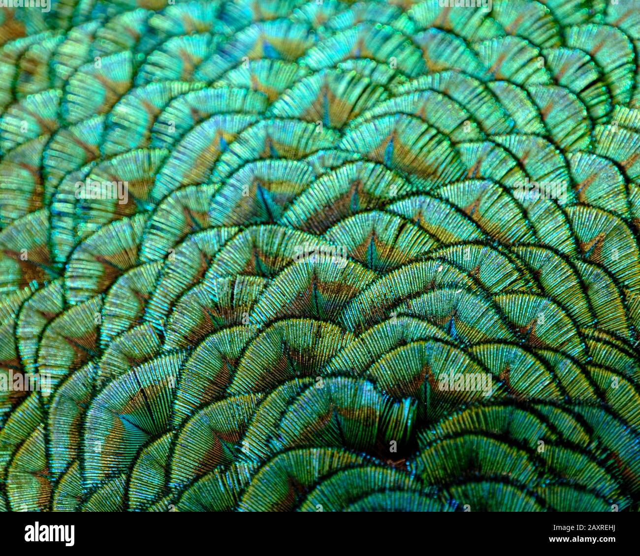 Bird feather structure hi-res stock photography and images - Alamy