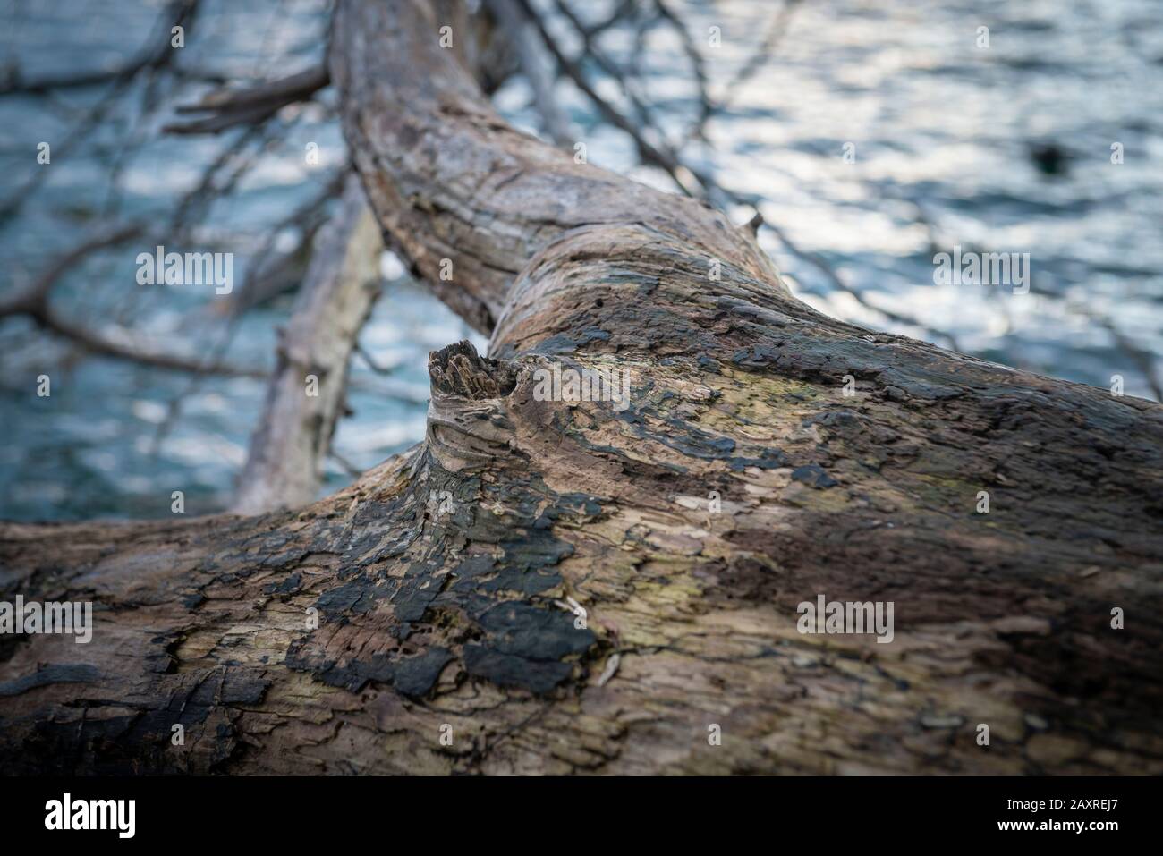 Old lake dismal hi-res stock photography and images - Alamy