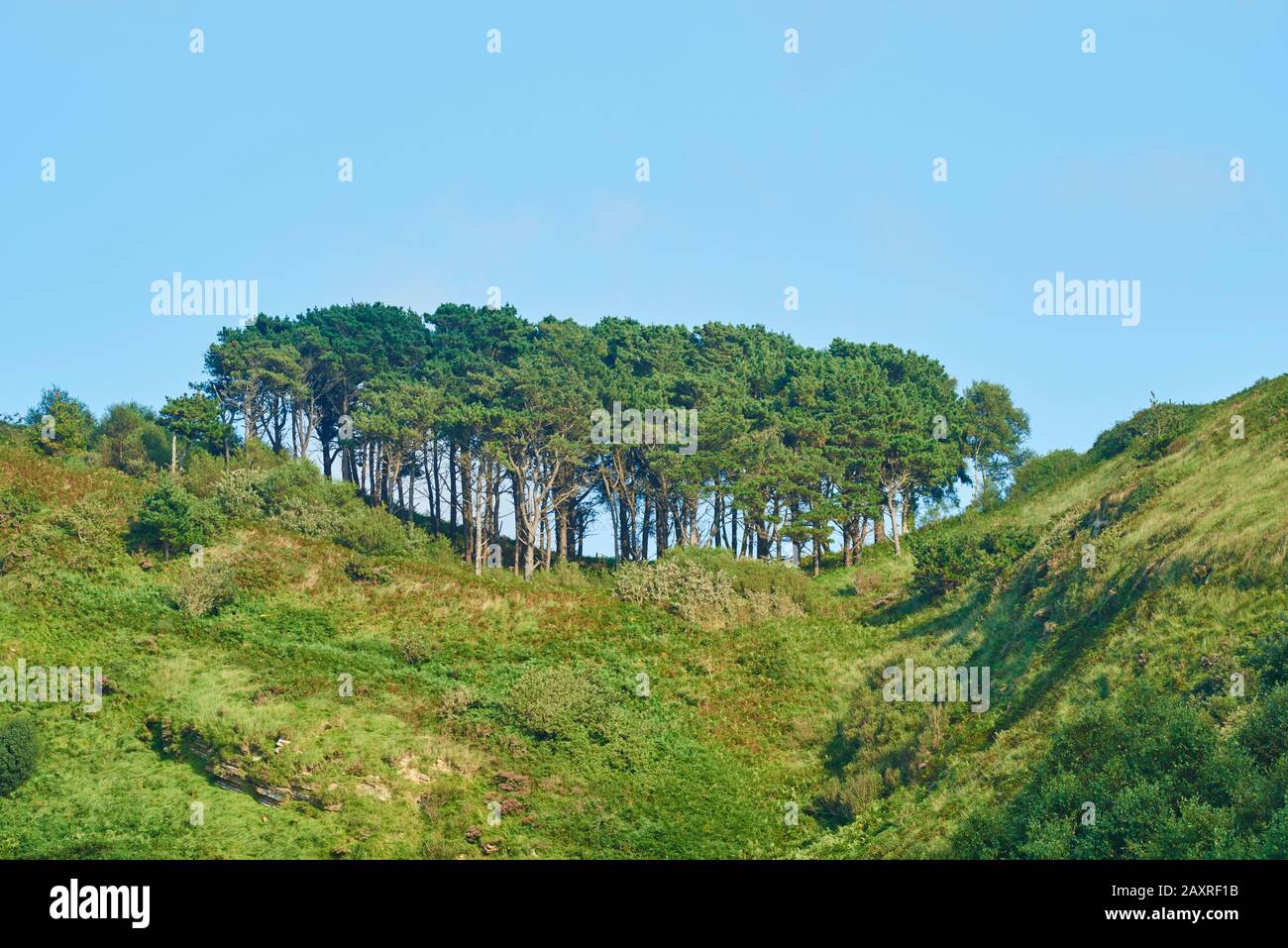 Pine group, Black Pine, Pinus nigra, at the ridge, Basque Country ...