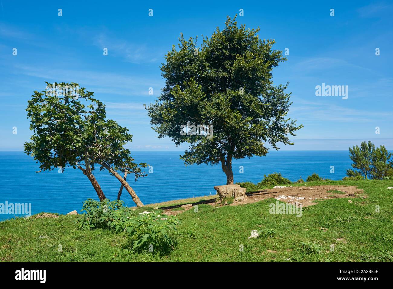 Landscape, two trees on the hillside on the Way of St. James, Basque ...