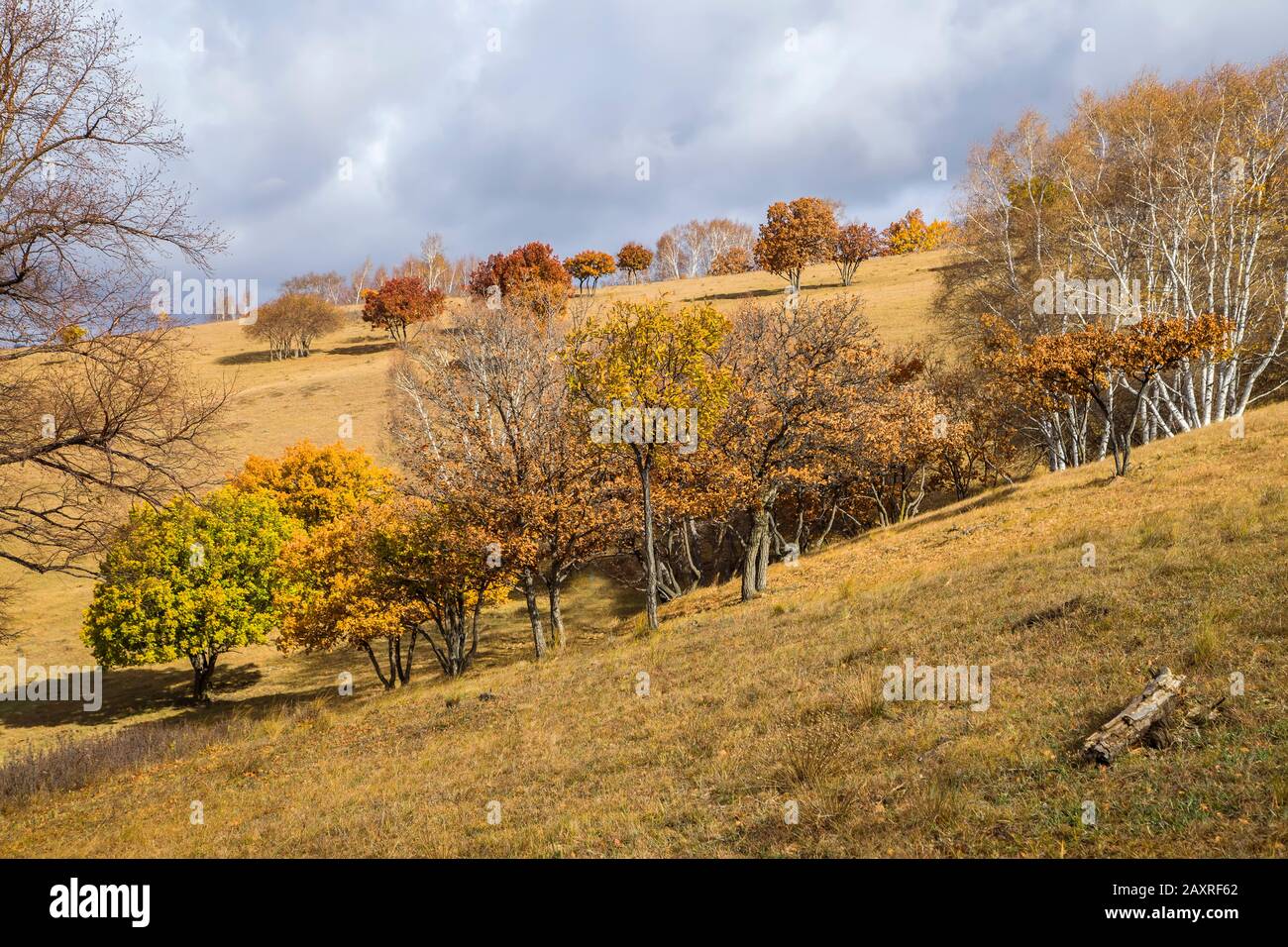 In autumn, trees on the hillside Stock Photo - Alamy