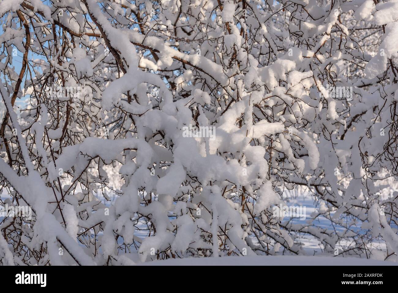 Amazing winter background with snowdrifts of snow on thin branches of ...
