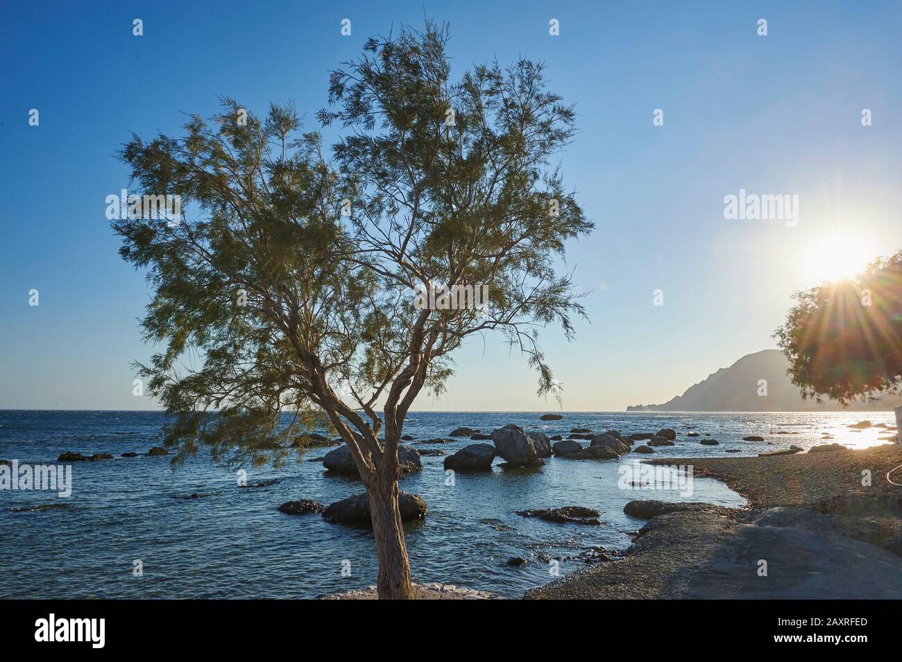 Tree on the beach of Plakias, Crete, Greece Stock Photo - Alamy