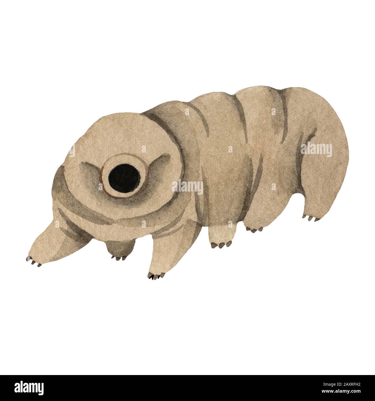 Cute watercolor tardigrades, water bear. Walking pose Stock Photo - Alamy