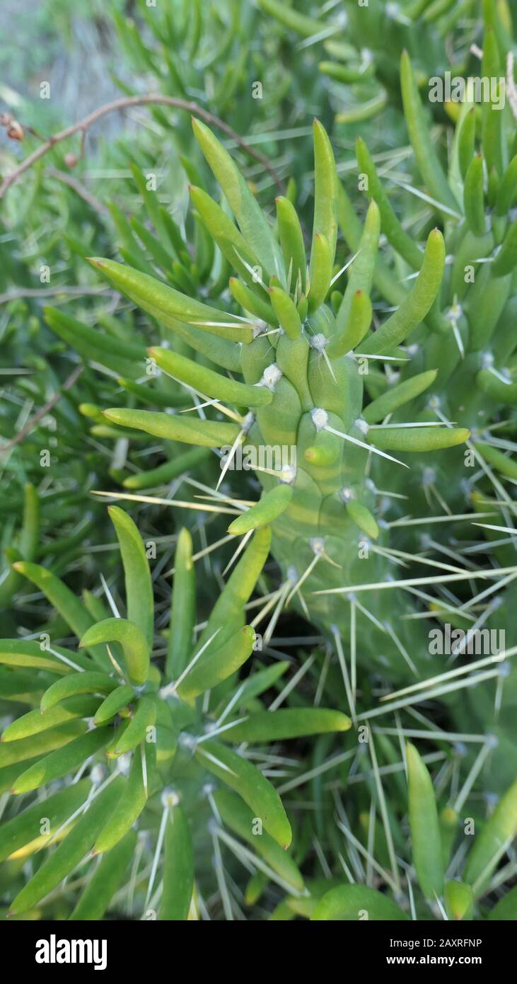 Long needle cactus hi-res stock photography and images - Alamy