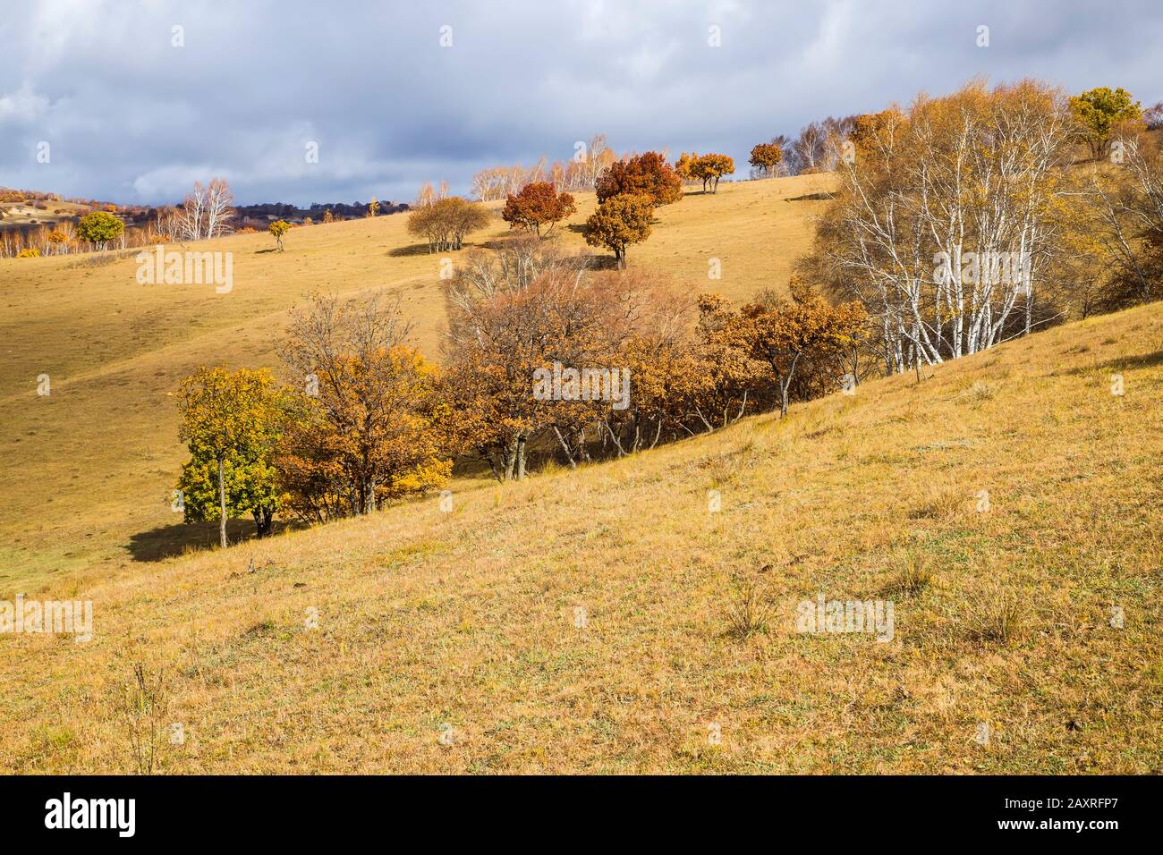 In autumn, trees on the hillside Stock Photo - Alamy