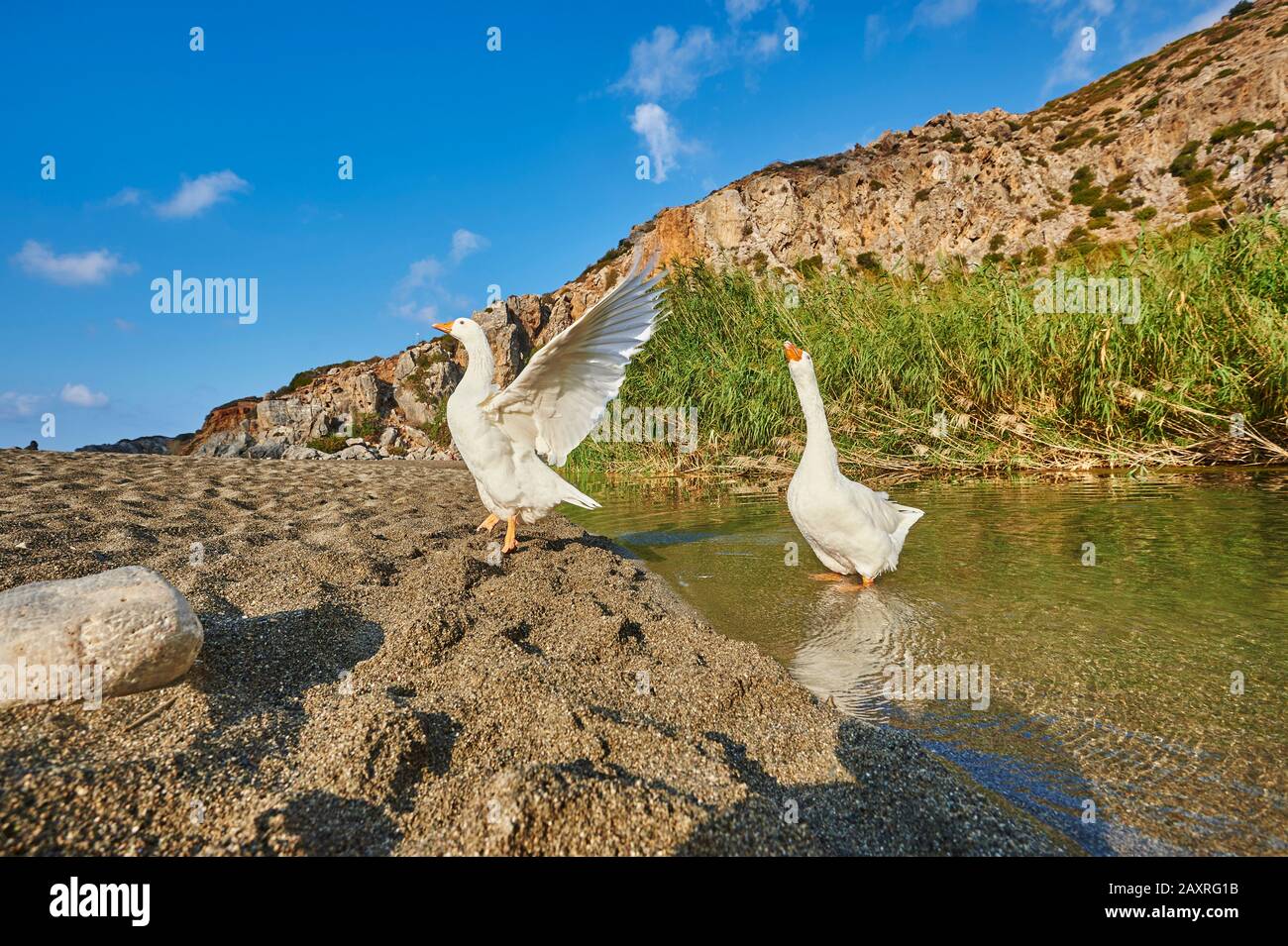 Domestic geese, Anser anser domesticu on the beach, sideways, standing ...