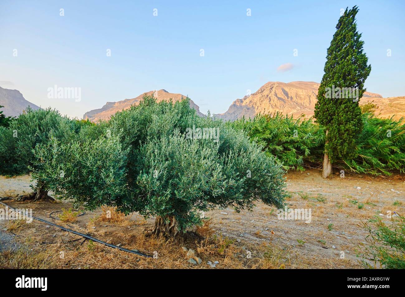 Landscape, Olive grove, Vegetation, Crete, Greece Stock Photo - Alamy