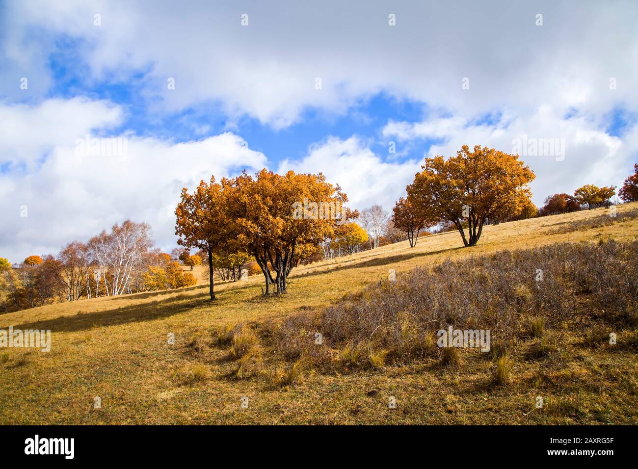 In autumn, trees on the hillside Stock Photo - Alamy