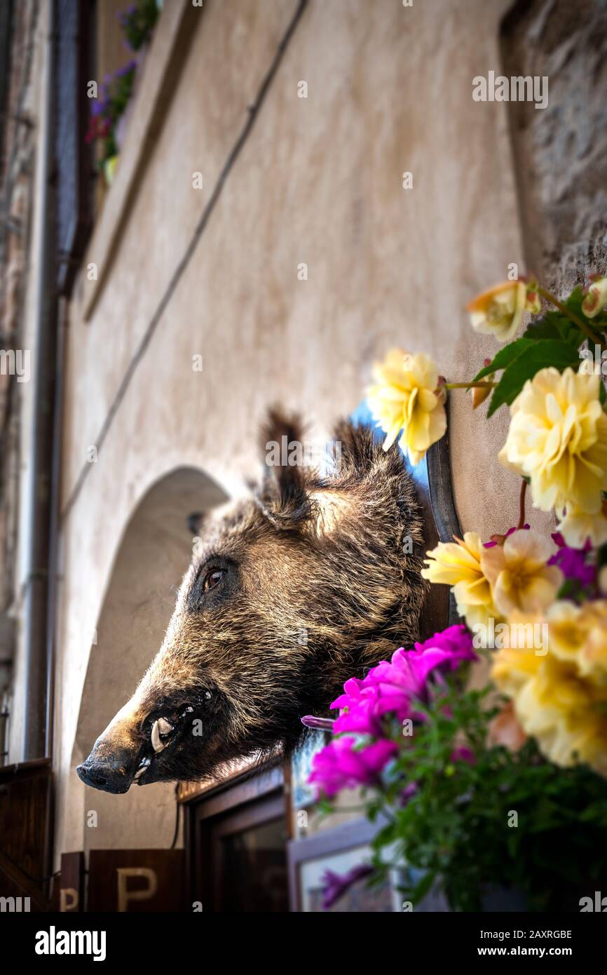 Boars head italy hi-res stock photography and images - Alamy