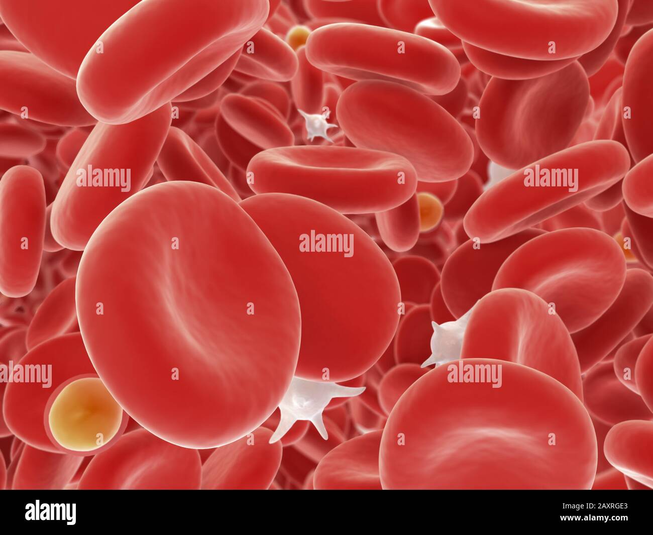 White blood cells microscope hi-res stock photography and images - Alamy