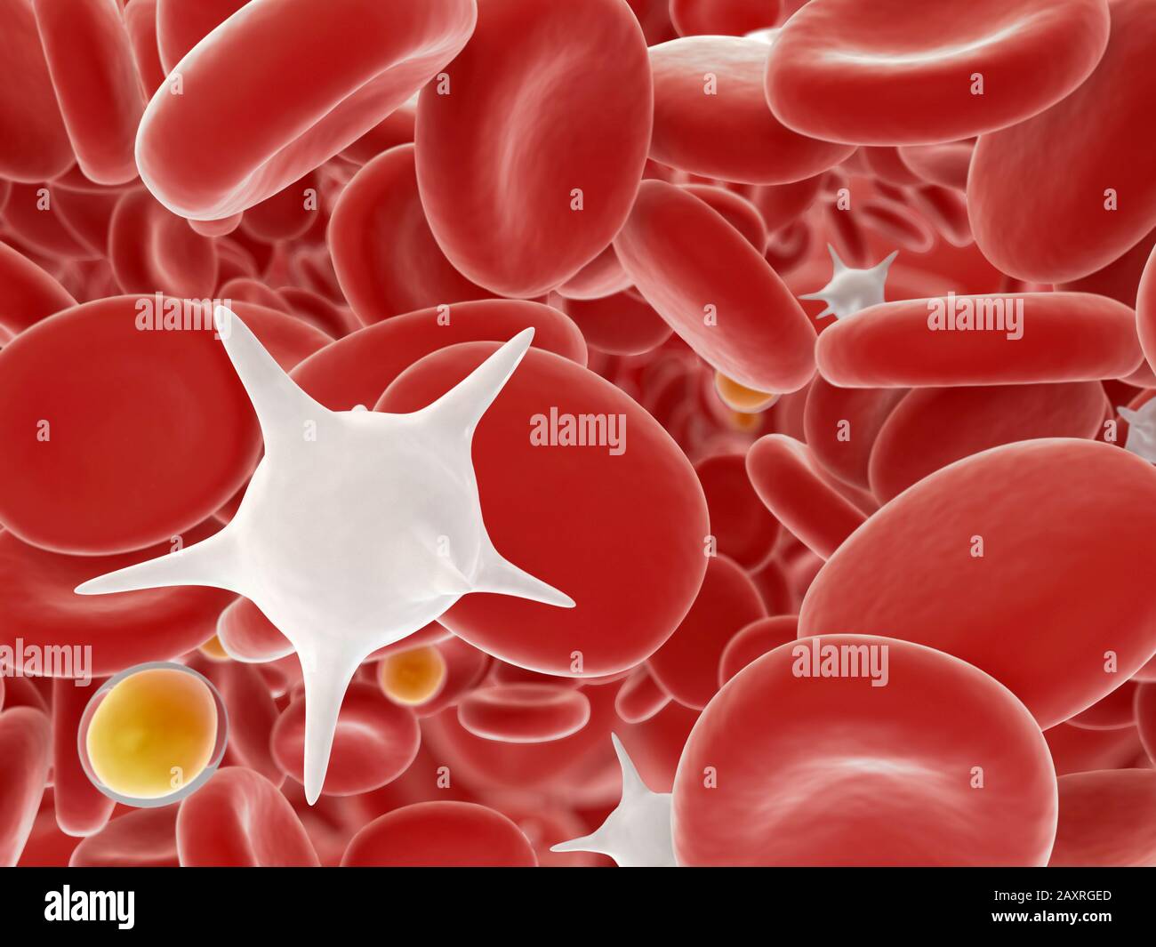 Red Blood Cells And White Blood Cells And Plasma