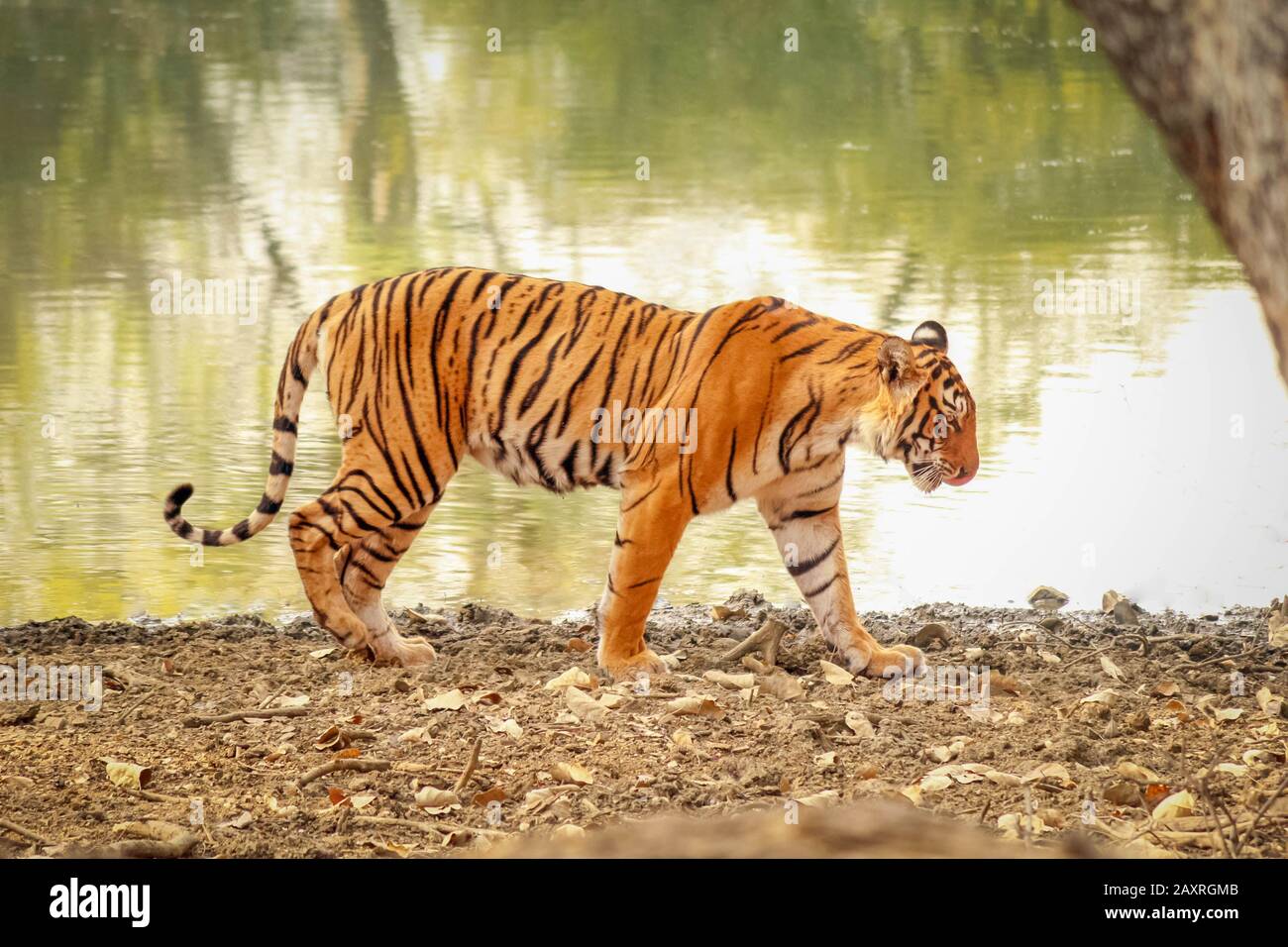 Tiger walking hi-res stock photography and images - Alamy