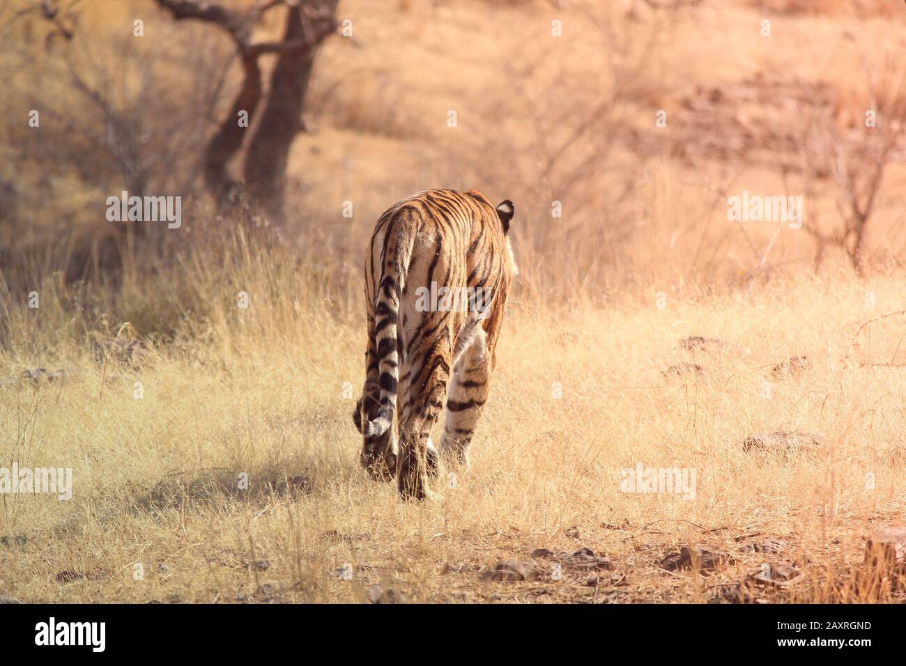 Tiger walks hi-res stock photography and images - Alamy