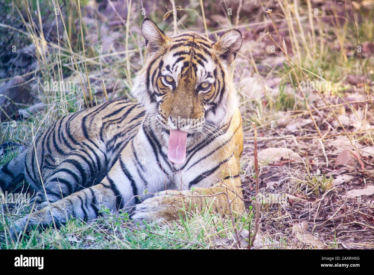 Russia a white bengal tiger hi-res stock photography and images - Alamy