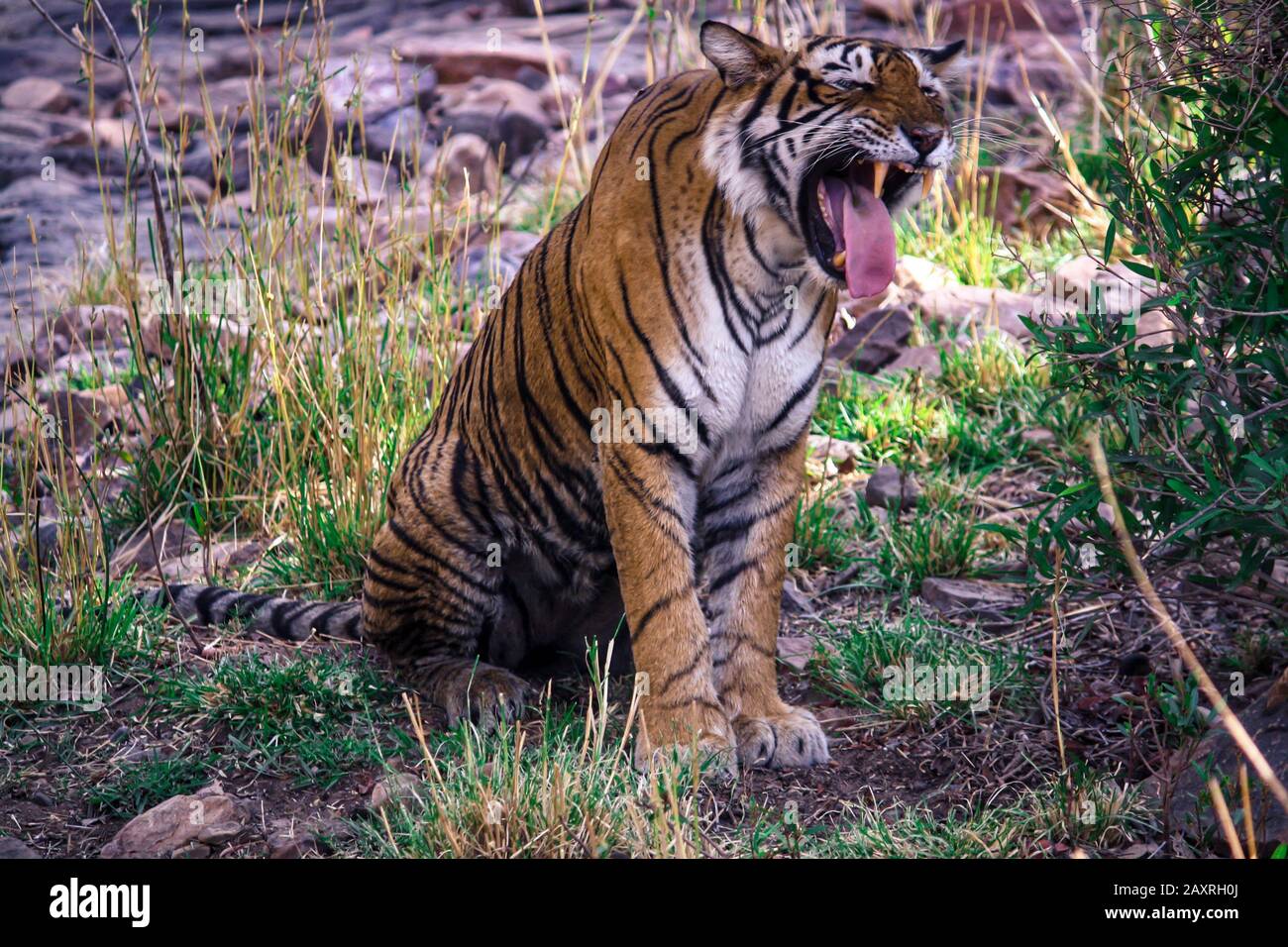 Indian tiger head portrait hi-res stock photography and images - Alamy