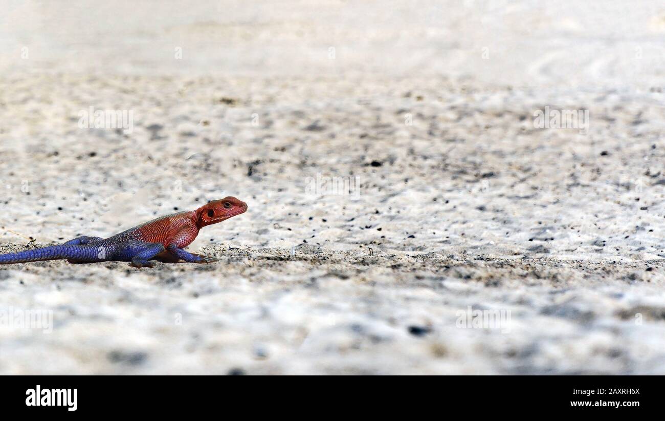 African red headed agama hi-res stock photography and images - Alamy