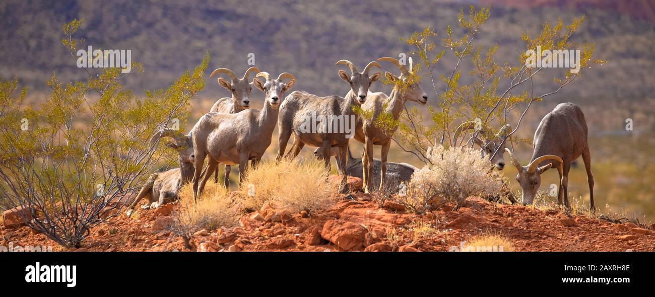 Wild goats at the desert, Valley of Fire National Park, Nevada Stock ...