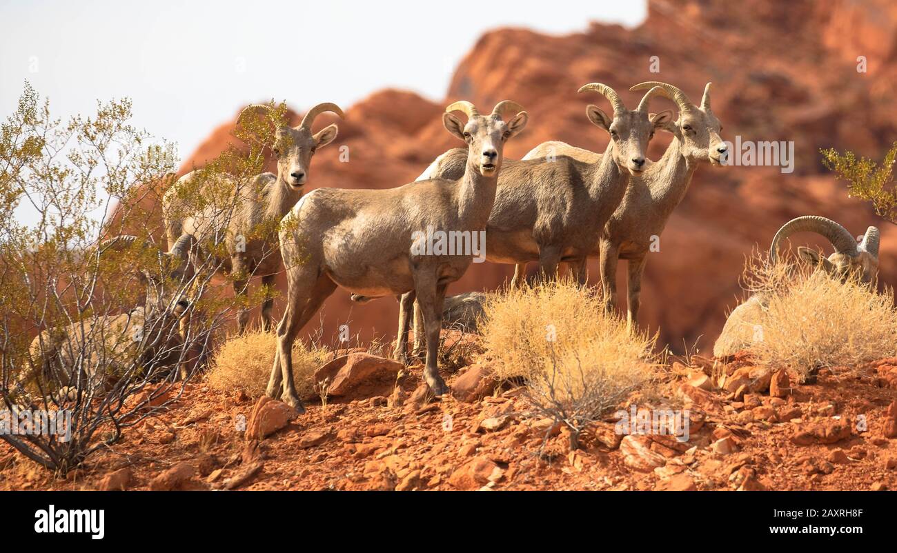 Wild goats at the desert, Valley of Fire National Park, Nevada Stock ...