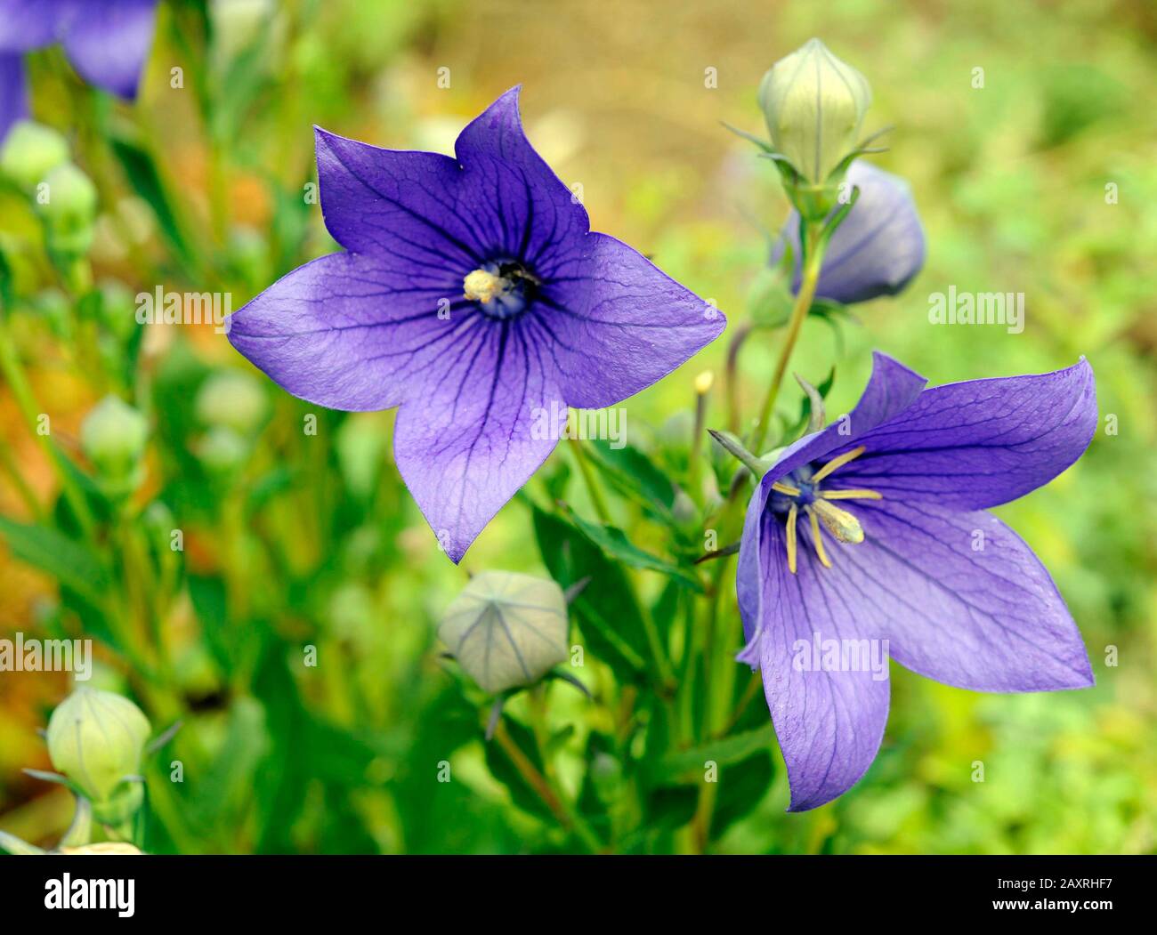 Blue balloon flower, also known as the Chinese bellflower, an ornament ...