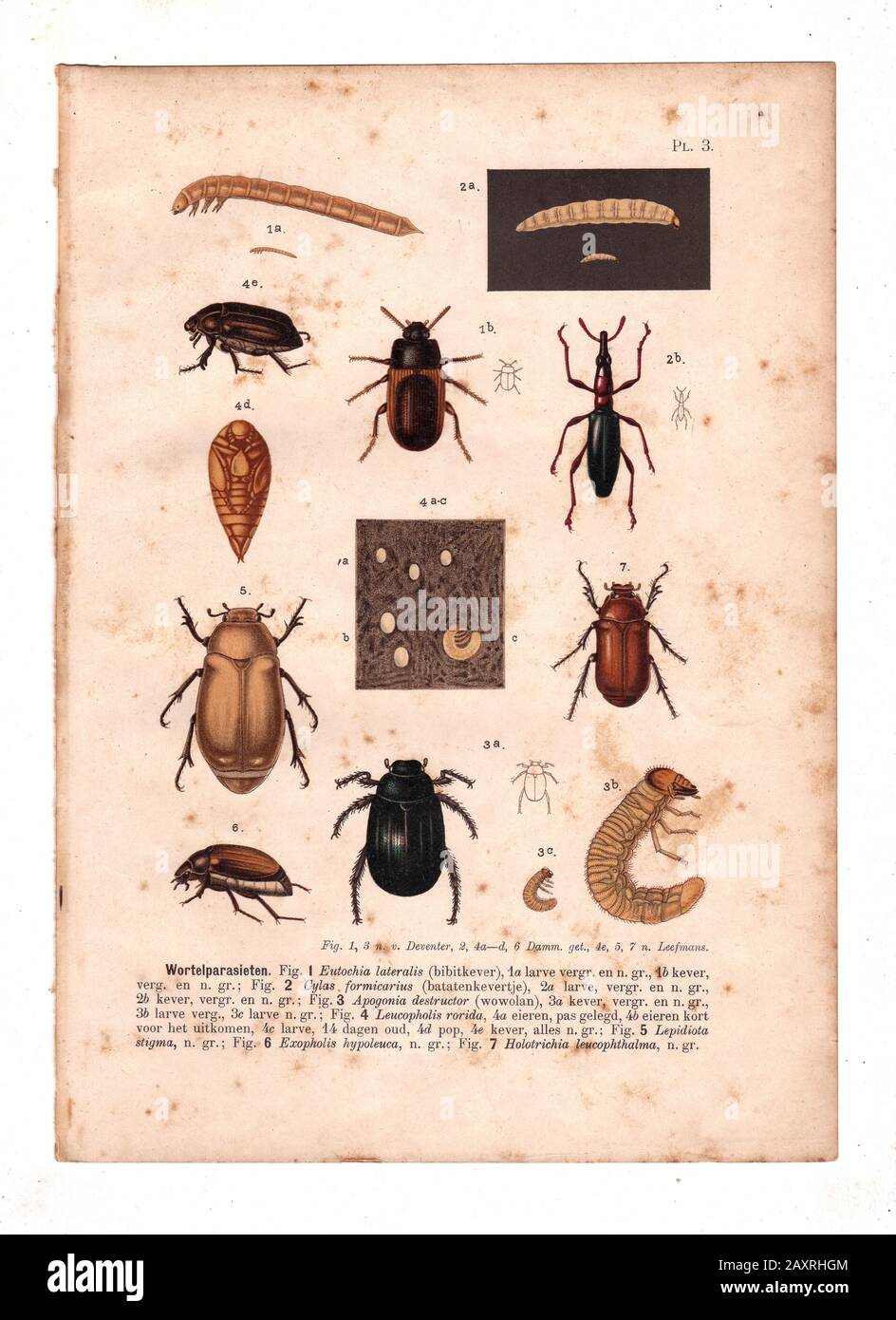 Root parasite hi-res stock photography and images - Alamy