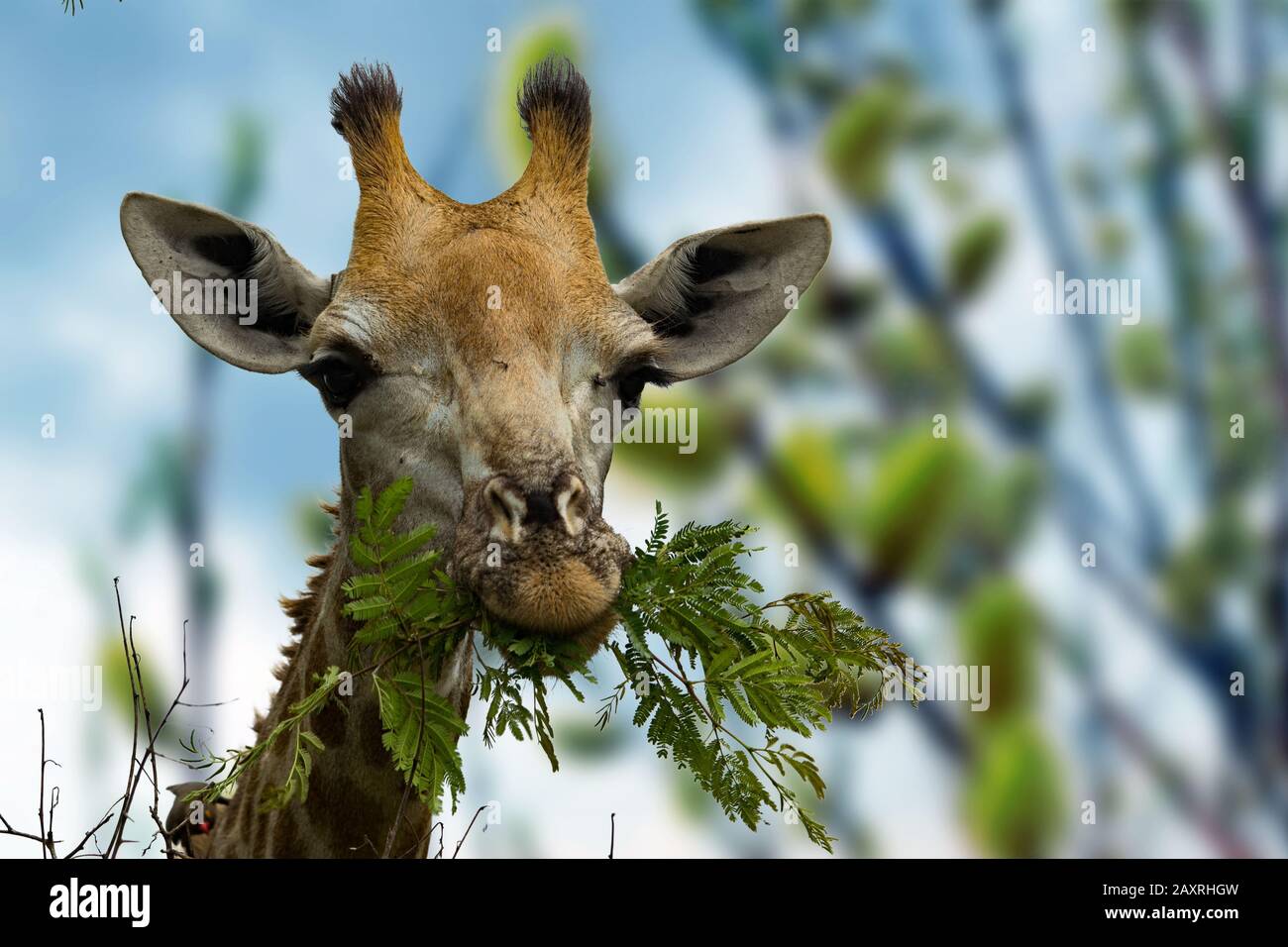 Giraffe eating leaves tree hi-res stock photography and images - Alamy