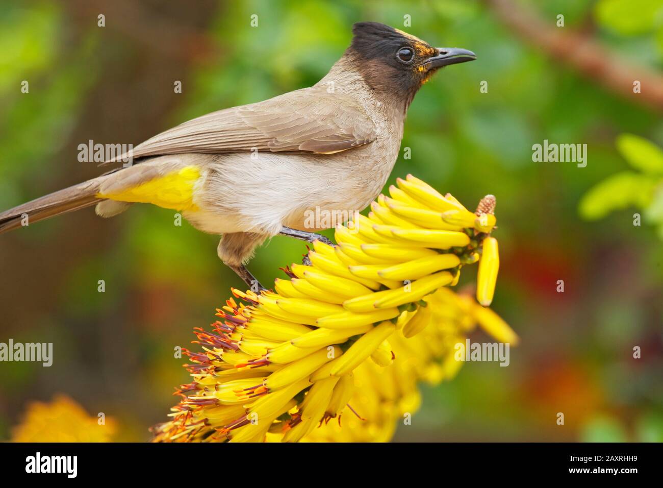 Bulbul flower hi-res stock photography and images - Alamy