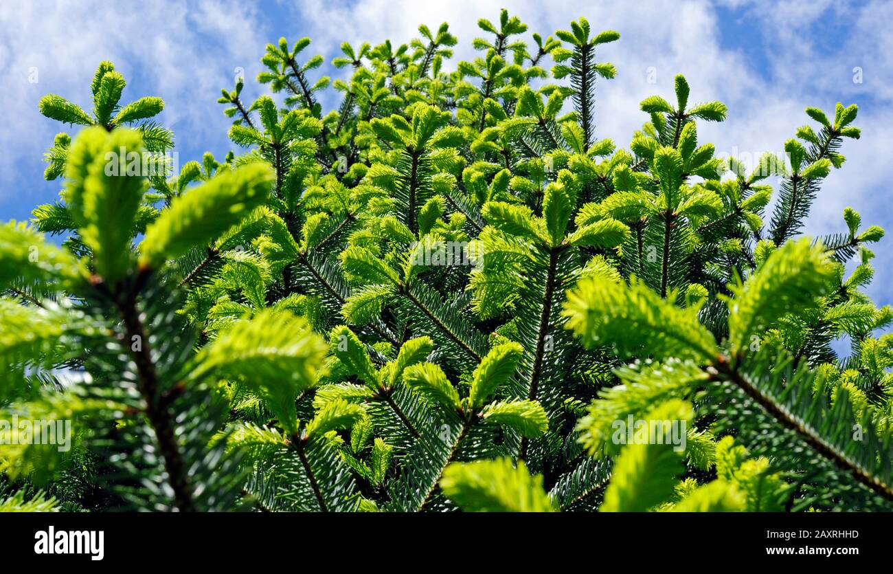 Nordmann fir trees hi-res stock photography and images - Alamy