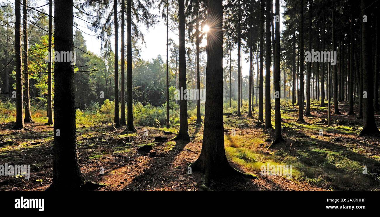 Late summer forest landscape, beginning of conversion from coniferous ...