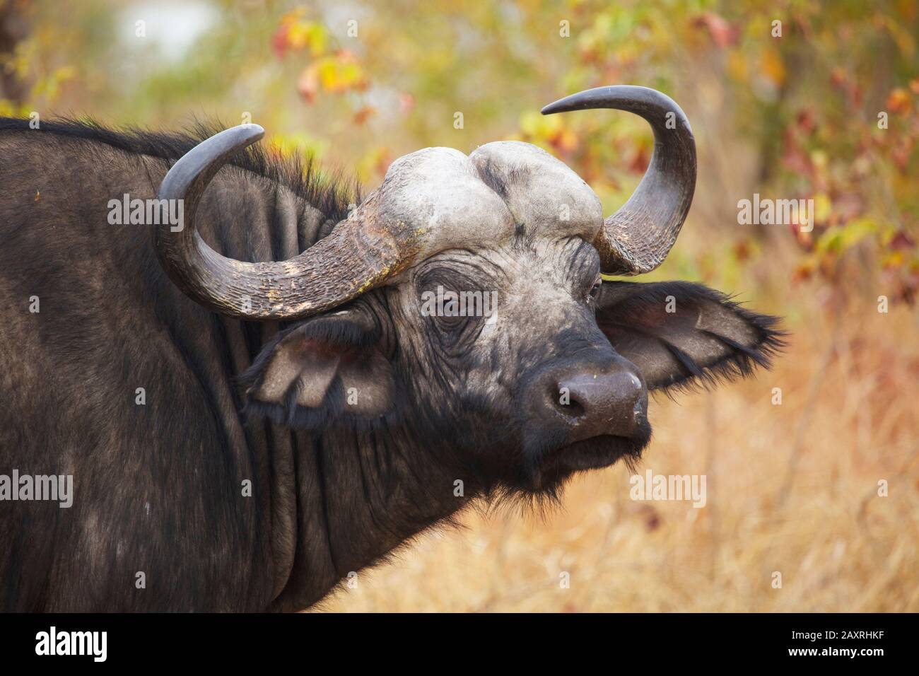 South African buffalo in the Sabie Sands Game Reserve Stock Photo - Alamy