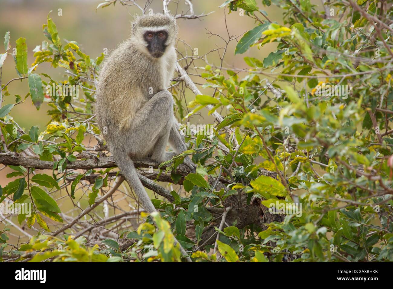 Chlorocebus on a tree in the southern Krugerpark Stock Photo - Alamy