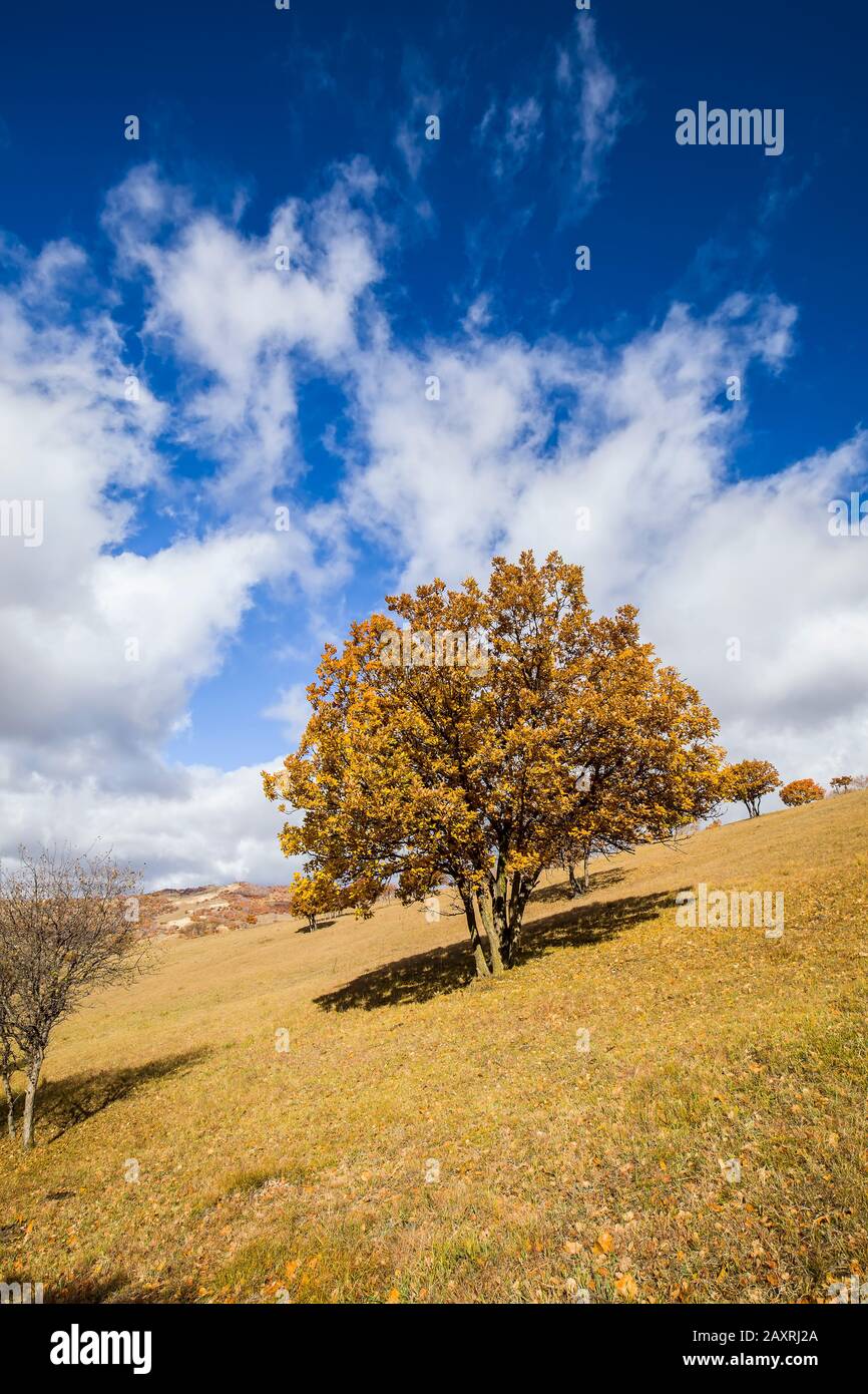 In autumn, trees on the hillside Stock Photo - Alamy