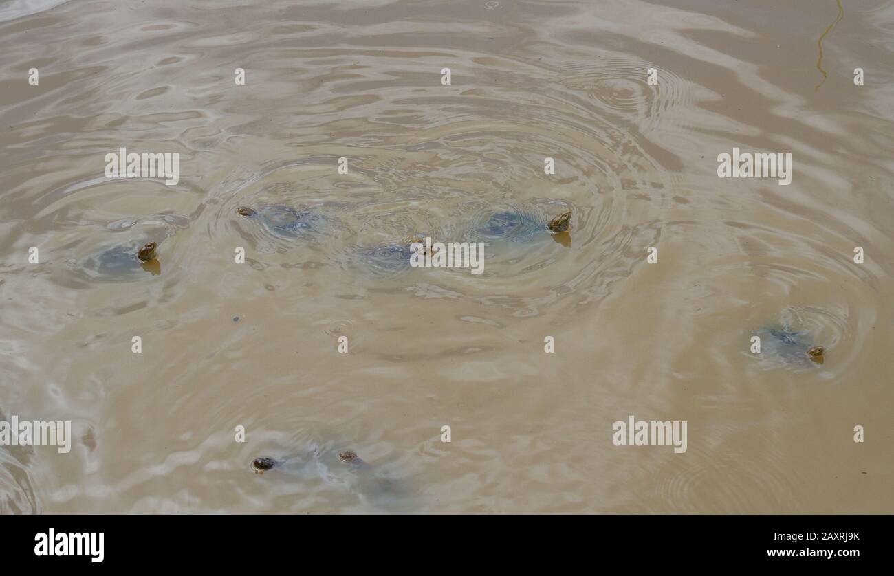 Serrated hinged terrapins swimming in a muddy pool in the wild image in ...