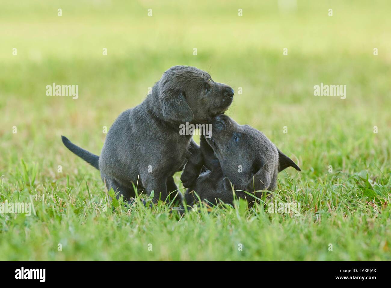 Labrador Retriever, chocolate brown, gray, puppy, meadow, frontal Stock ...