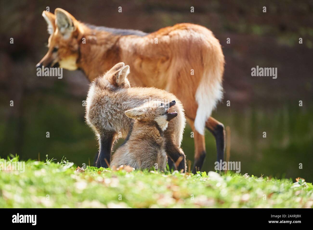 Maned wolf young hi-res stock photography and images - Alamy