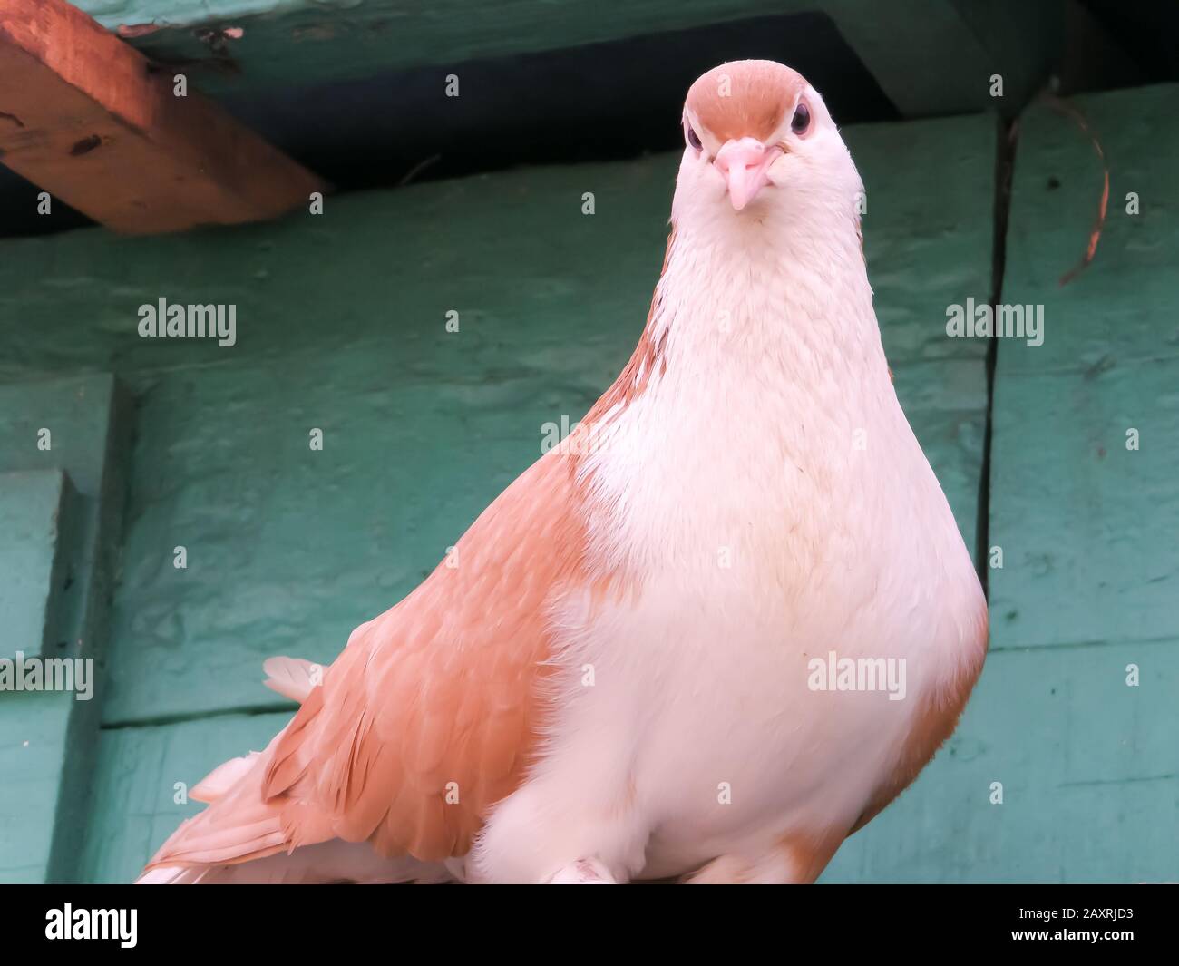 Jungle hen hi-res stock photography and images - Alamy