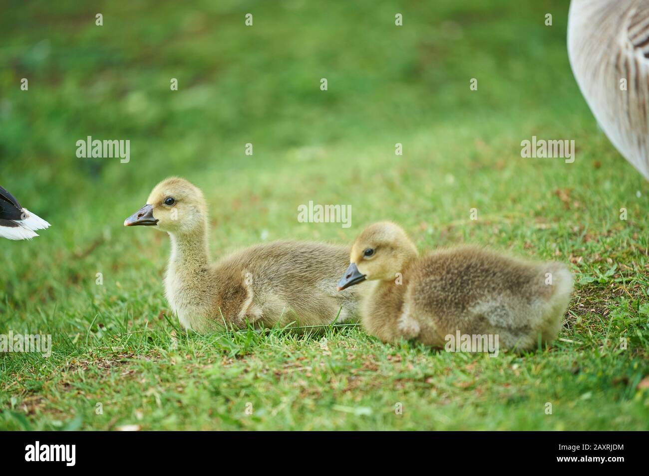 Greylag Goose, Anser anser, Meadow, Lying, Sideways Stock Photo - Alamy