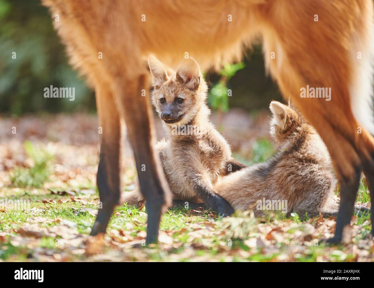 Maned Wolf Pup With Mother