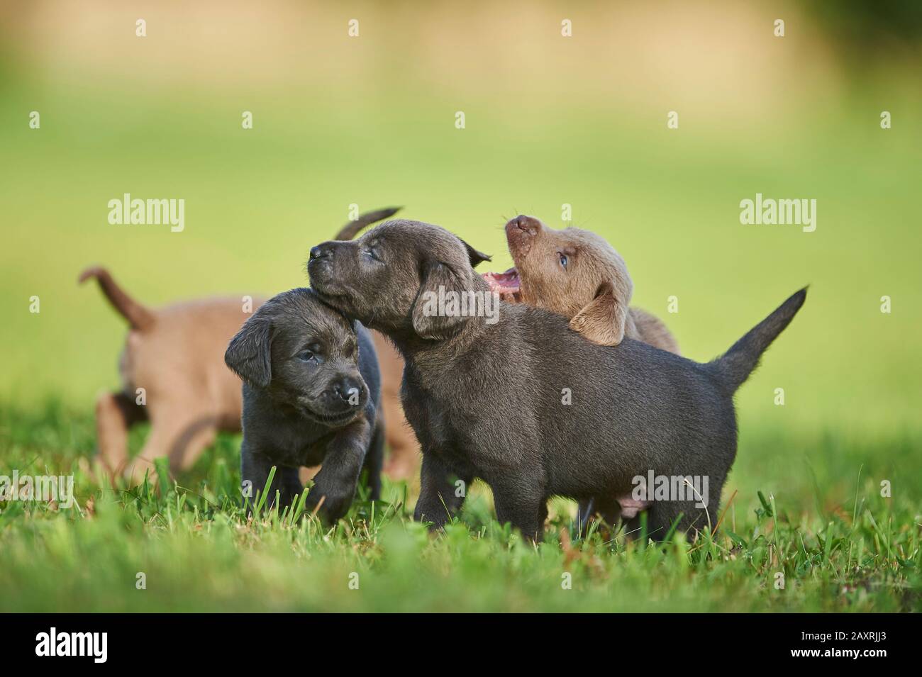 Labrador Retriever, chocolate brown, grey, puppies, meadow, frontal ...